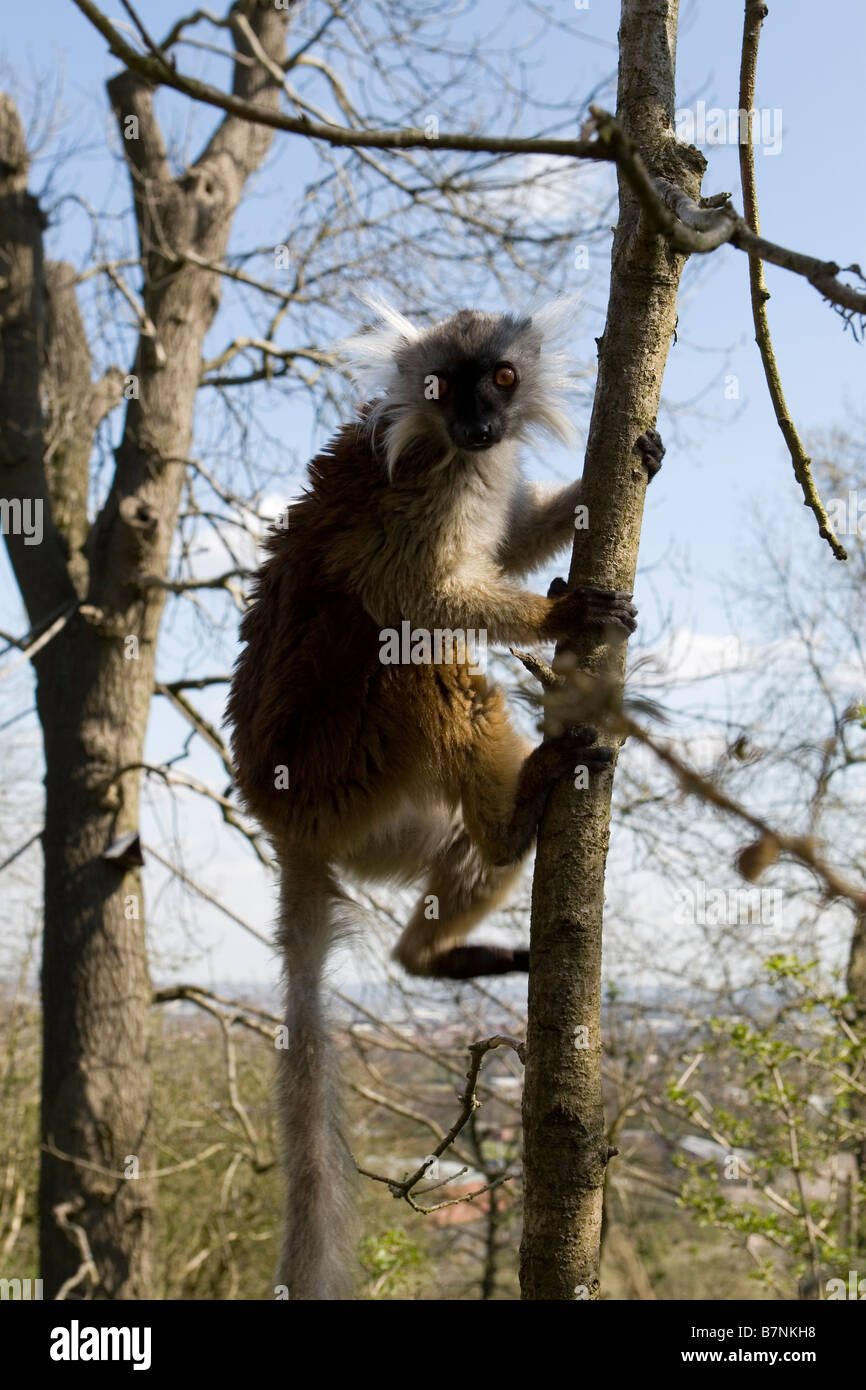 Lemma hi-res stock photography and images - Alamy