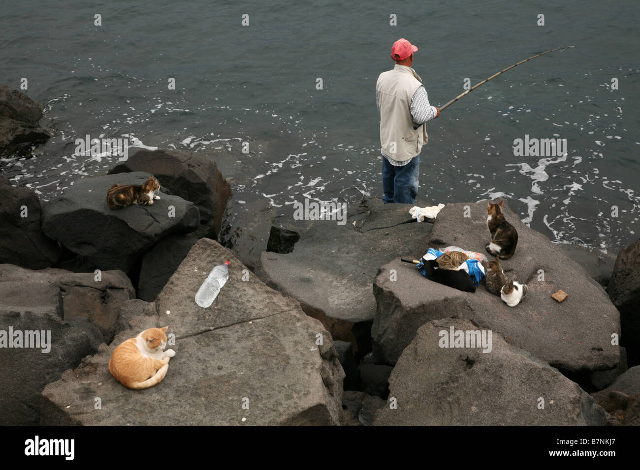 Fisherman fishing for stray cats in Naples, Italy Stock Photo - Alamy