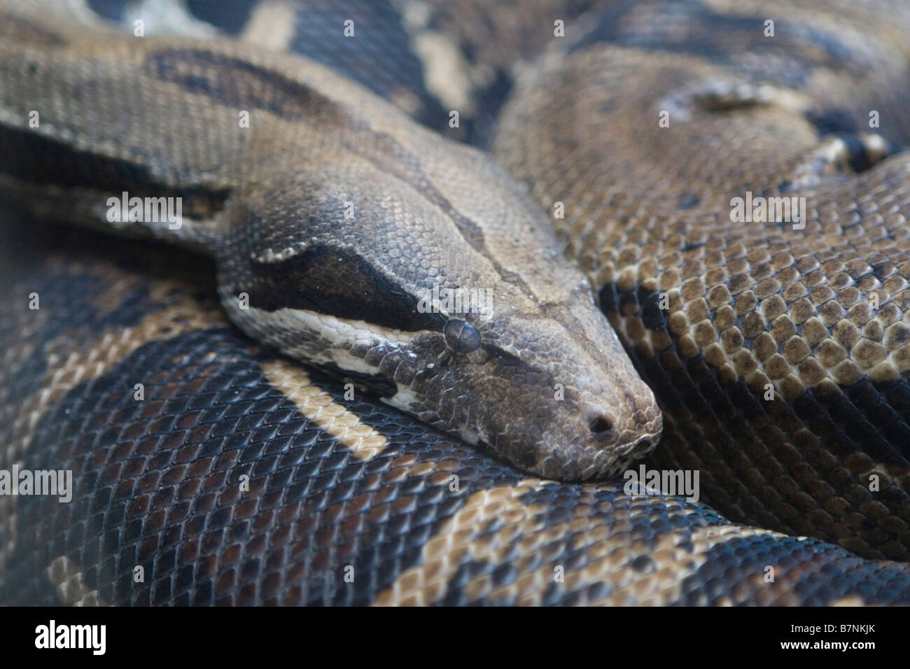 Zoo snake hi-res stock photography and images - Alamy