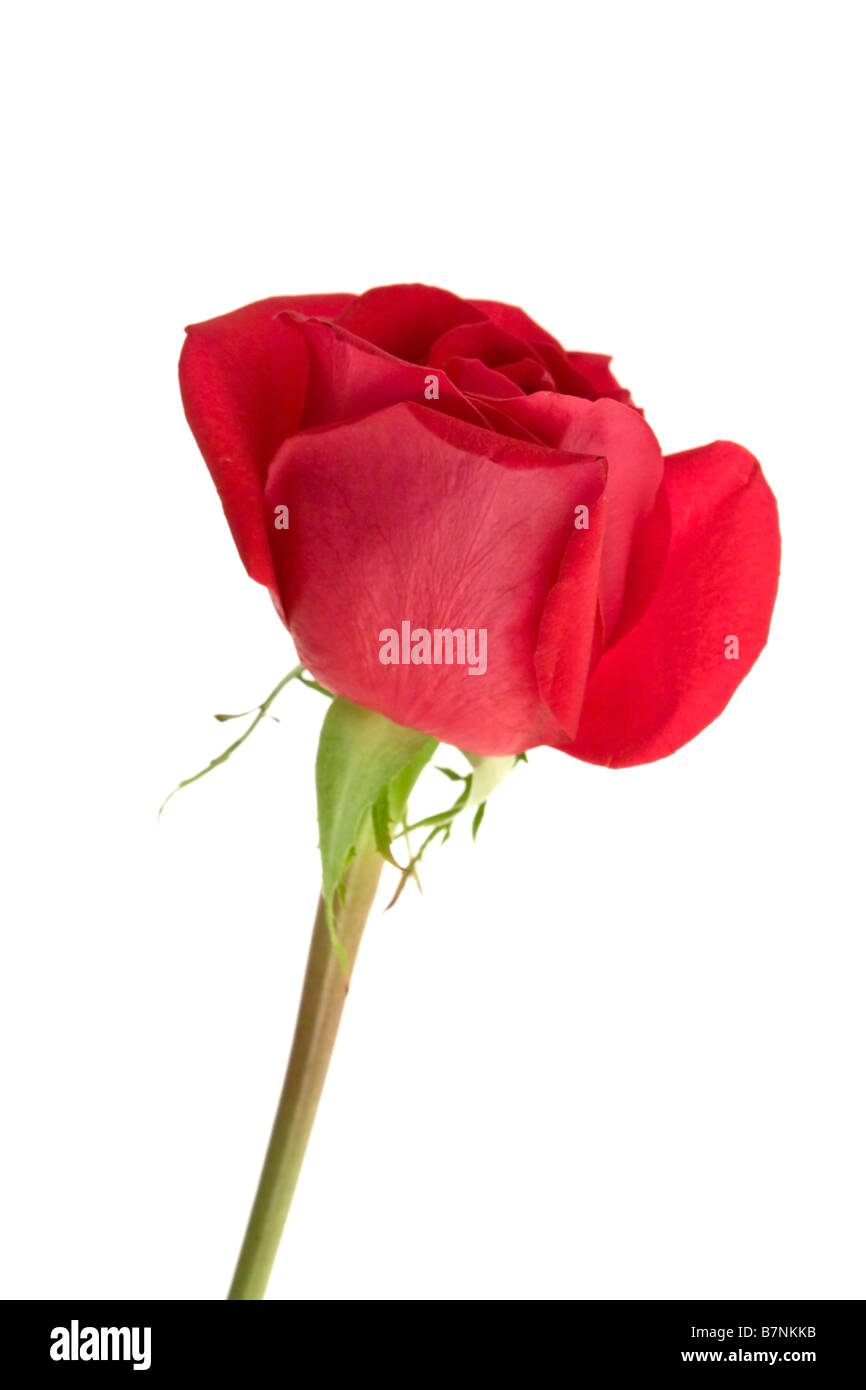 Rose cutout hi-res stock photography and images - Alamy