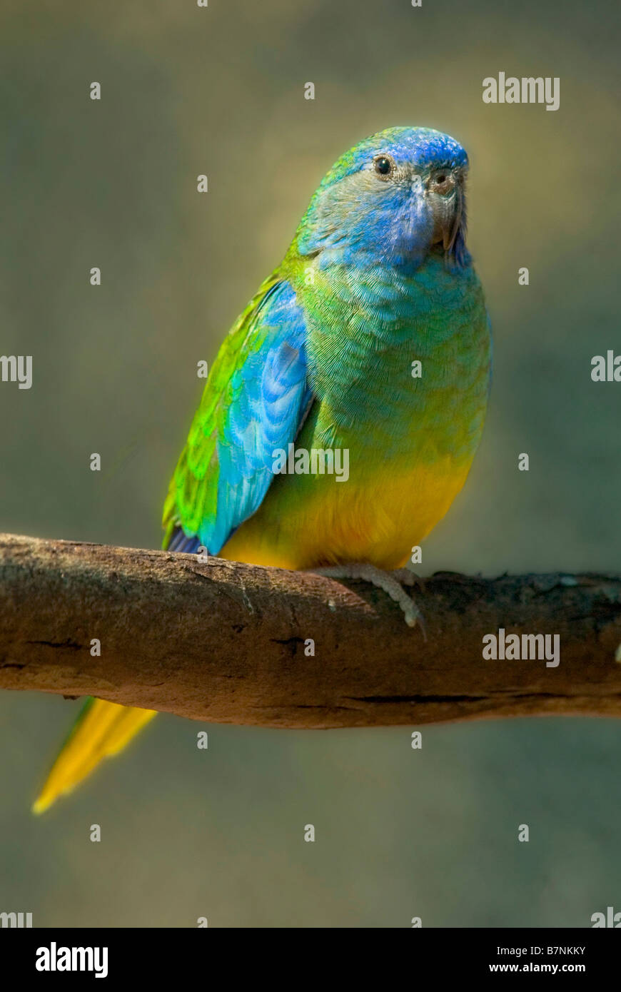 Scarlet breasted parrot hi-res stock photography and images - Alamy
