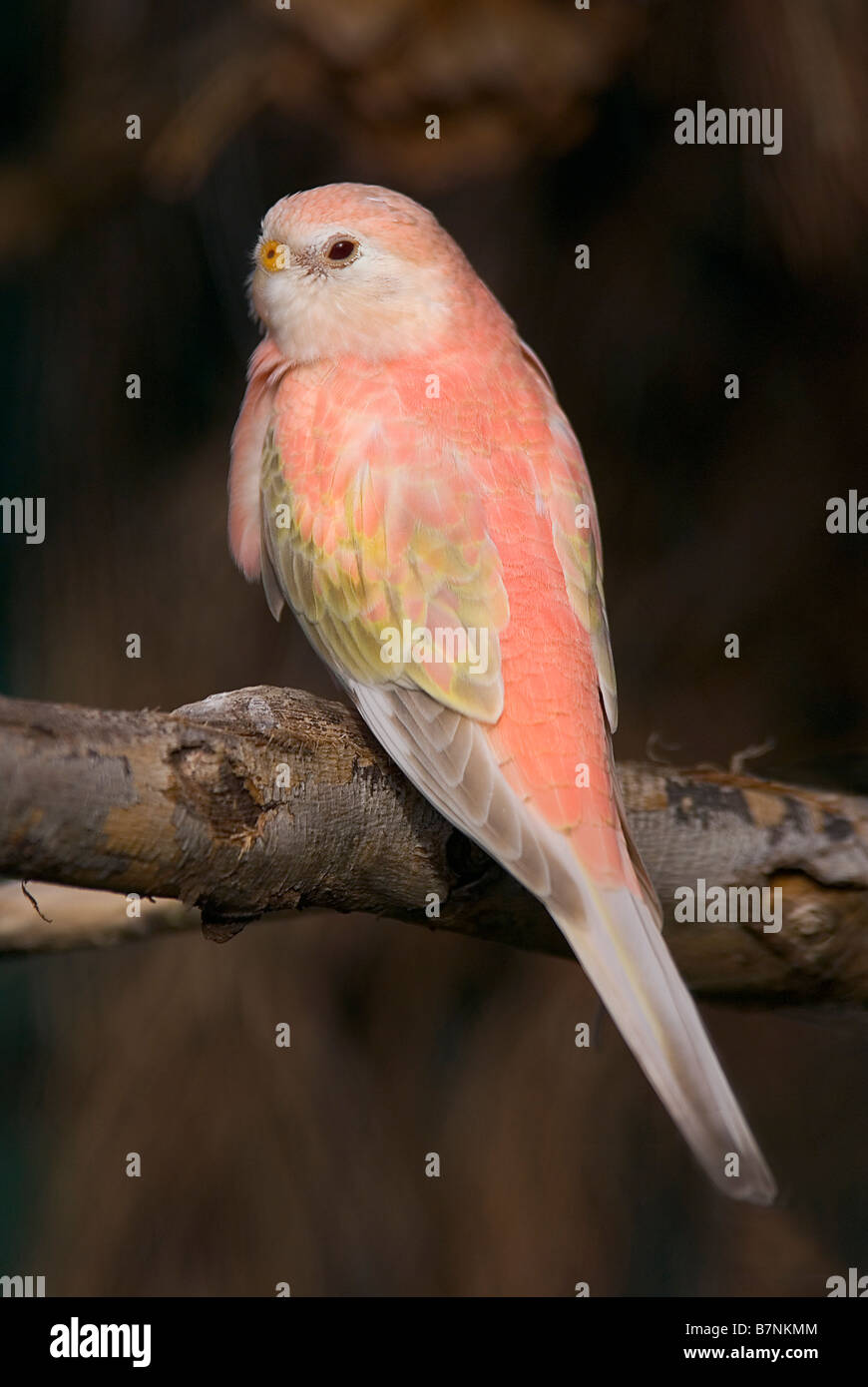 Bourke parrot 'Neopsephotus bourkii', pink mutation Stock Photo ...
