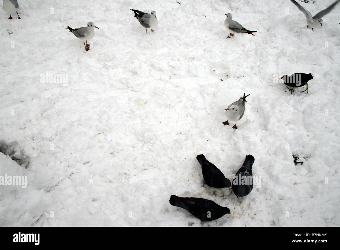 Rummaging for food hi-res stock photography and images - Alamy
