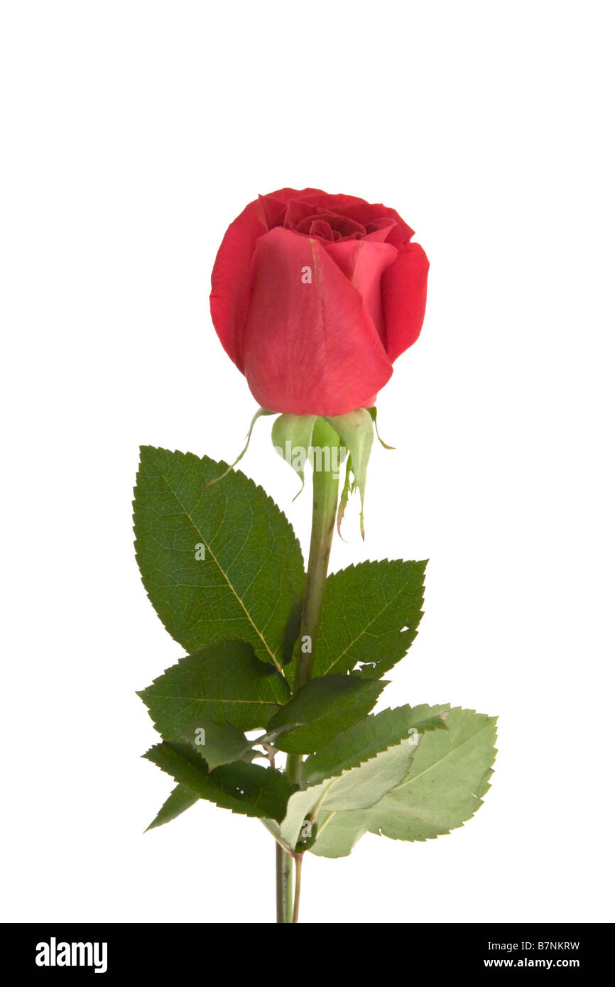 Red rose cutout hi-res stock photography and images - Alamy