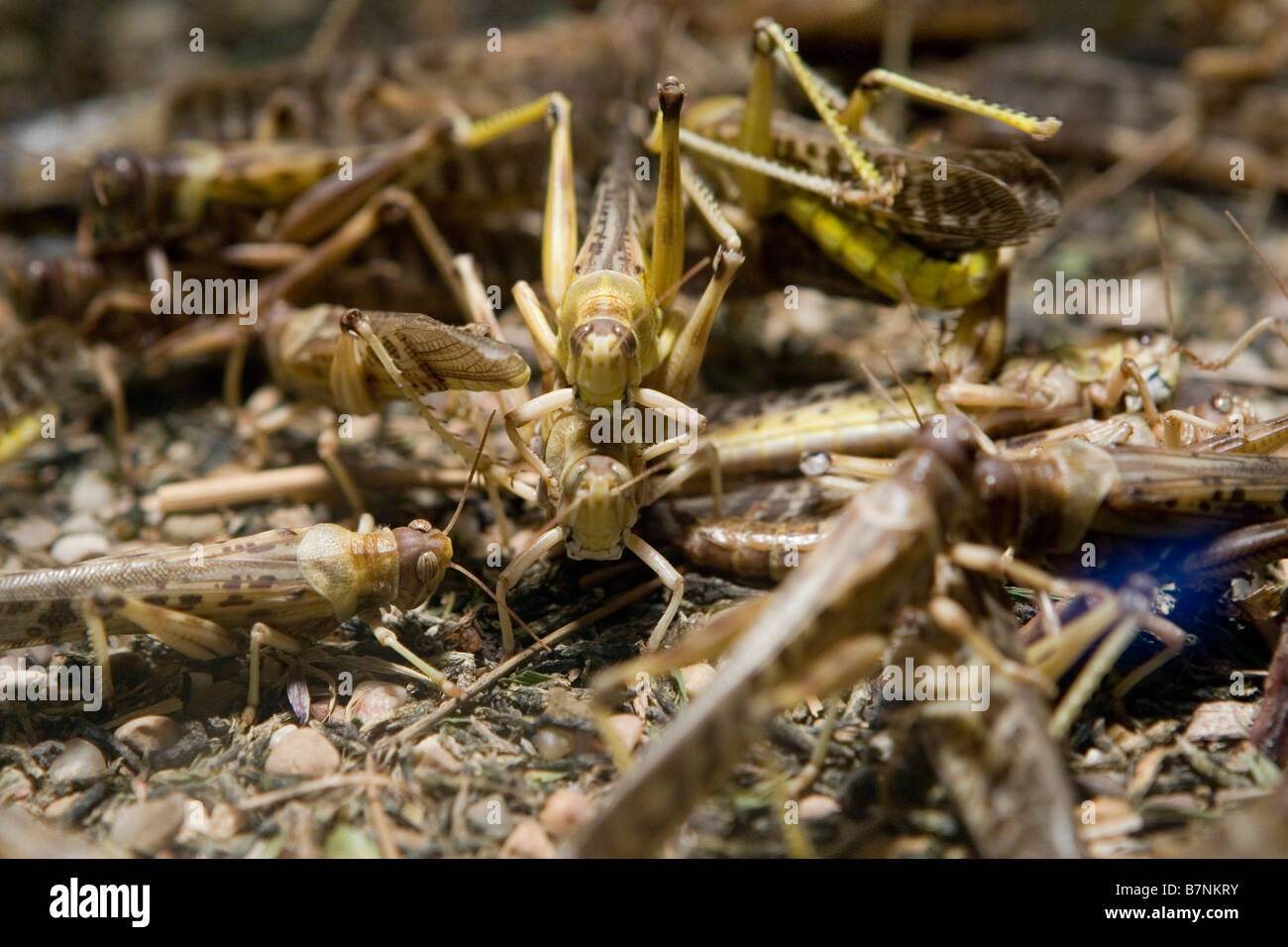 Locus hi-res stock photography and images - Alamy