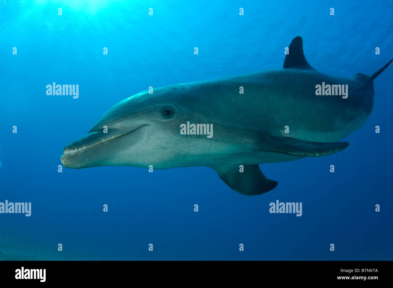 Wild bottlenose dolphin tursiops truncatus hi-res stock photography and ...