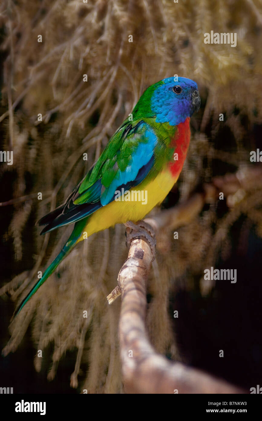 Scarlet-breasted Parrot, 'Neophema pulchella', male, medium sized ...