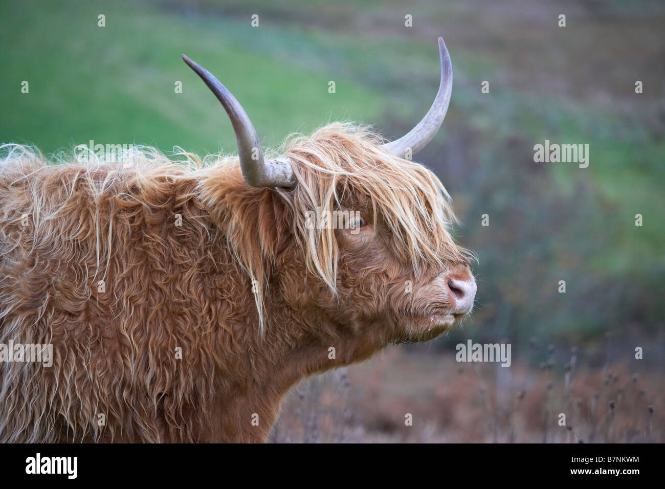 Highland cattle in Highlands Scotland Stock Photo - Alamy