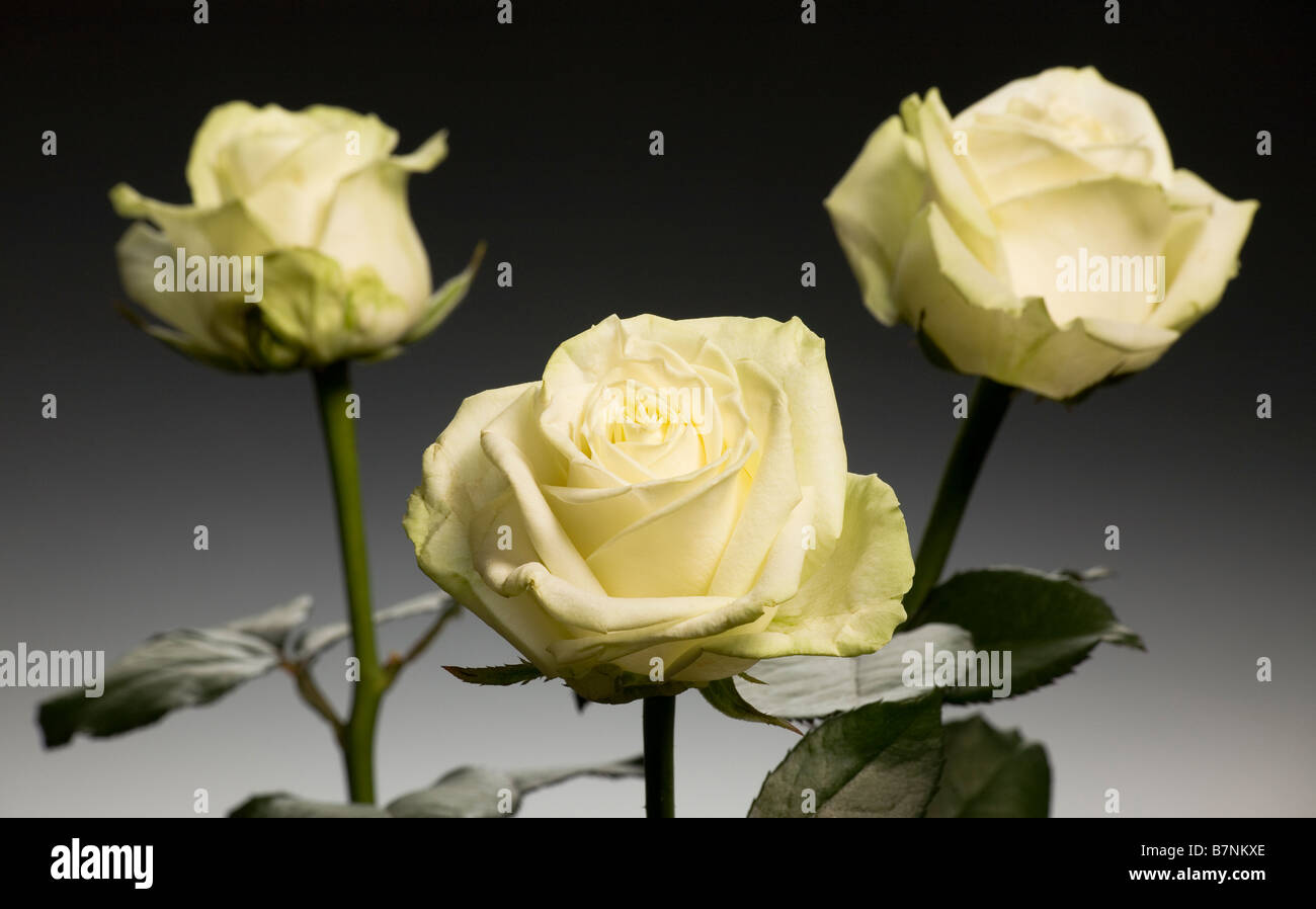 3 white roses hi-res stock photography and images - Alamy