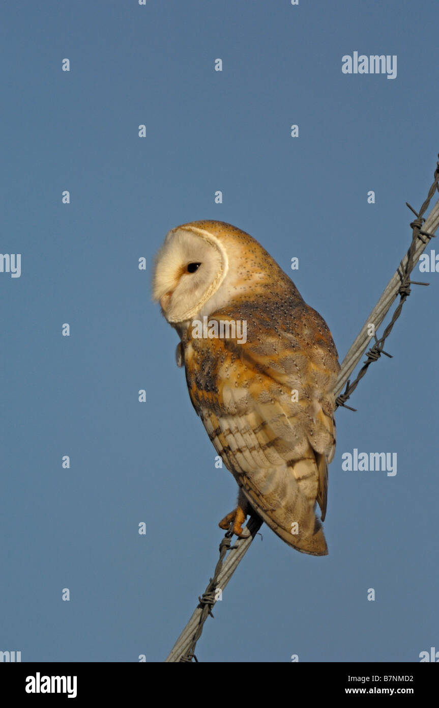 Wire owl hi-res stock photography and images - Alamy