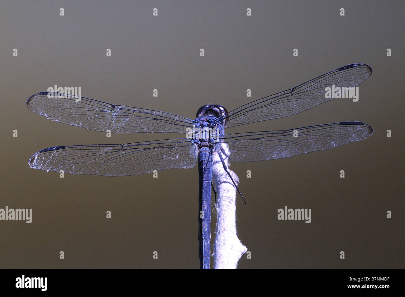 Male slaty skimmer hi-res stock photography and images - Alamy