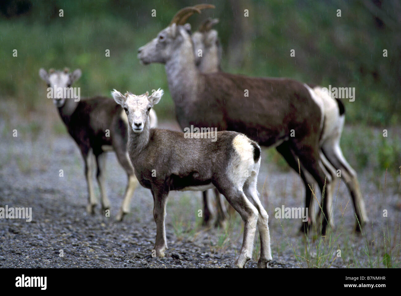 Stone Sheep (Ovis dalli stonei) Ewes and Lambs also known as Thinhorn ...