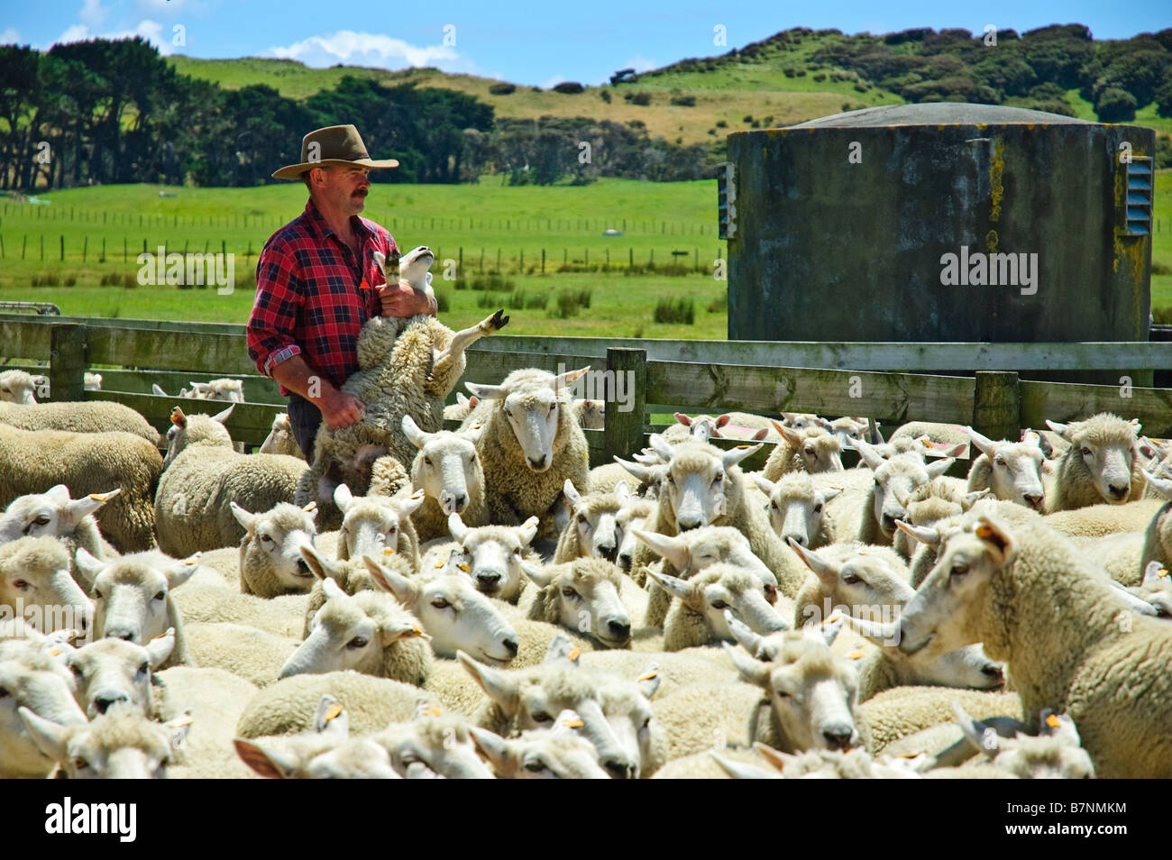 Sorting sheep hi-res stock photography and images - Alamy