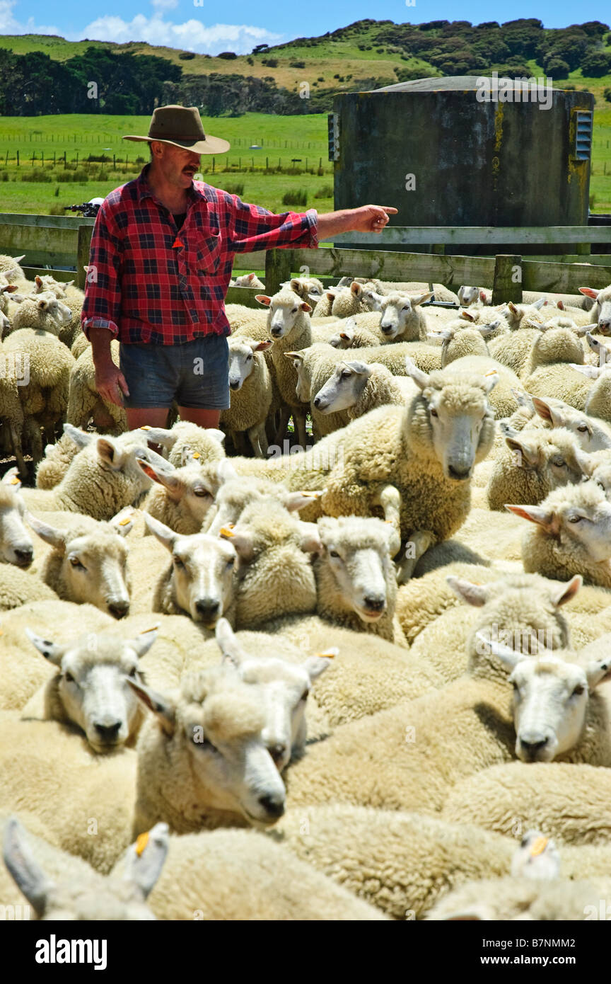 Sorting sheep hi-res stock photography and images - Alamy