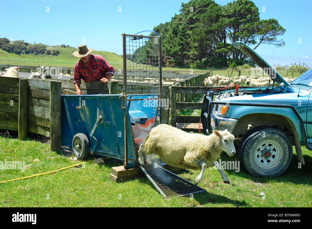 Farmer sheep gate hi-res stock photography and images - Alamy