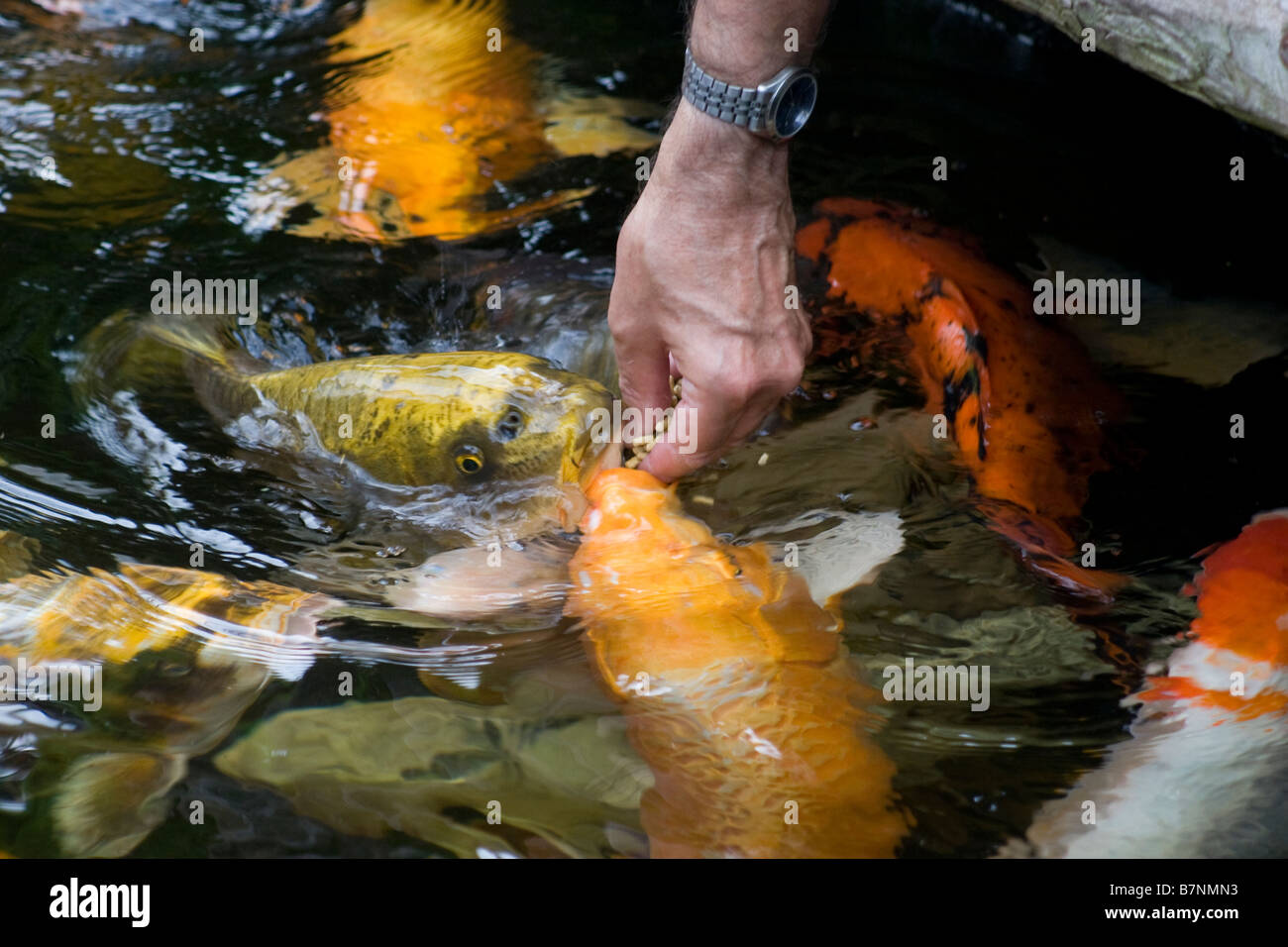Man feeding fish hi-res stock photography and images - Alamy