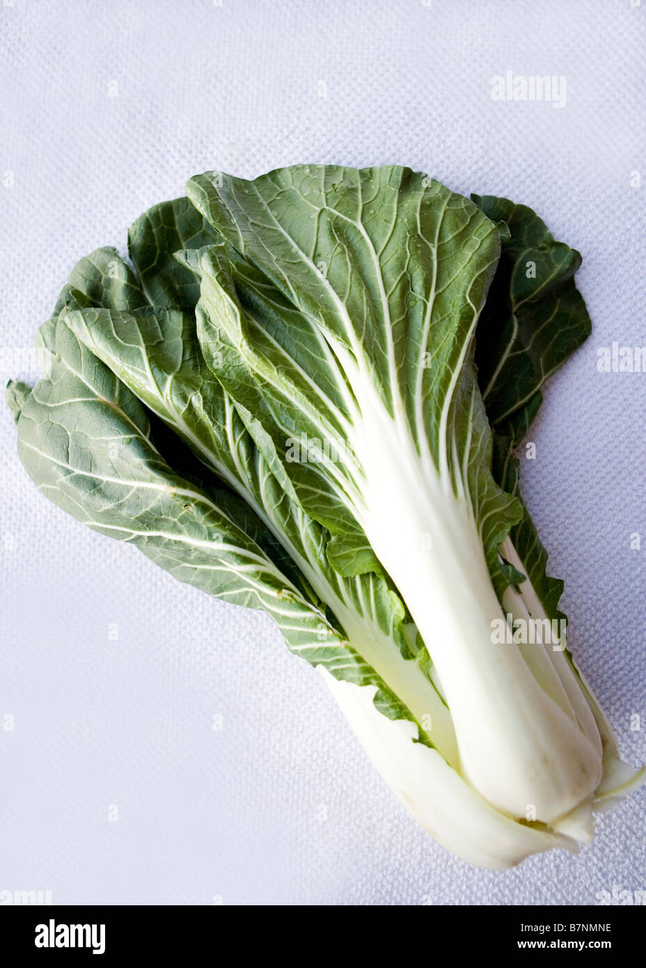 Green bok choy hi-res stock photography and images - Alamy