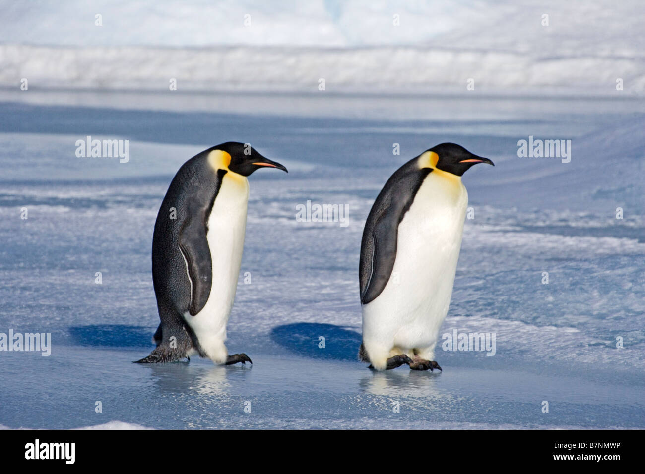 Emperor Penguins Walking on Frozen Pond Antarctica Stock Photo - Alamy