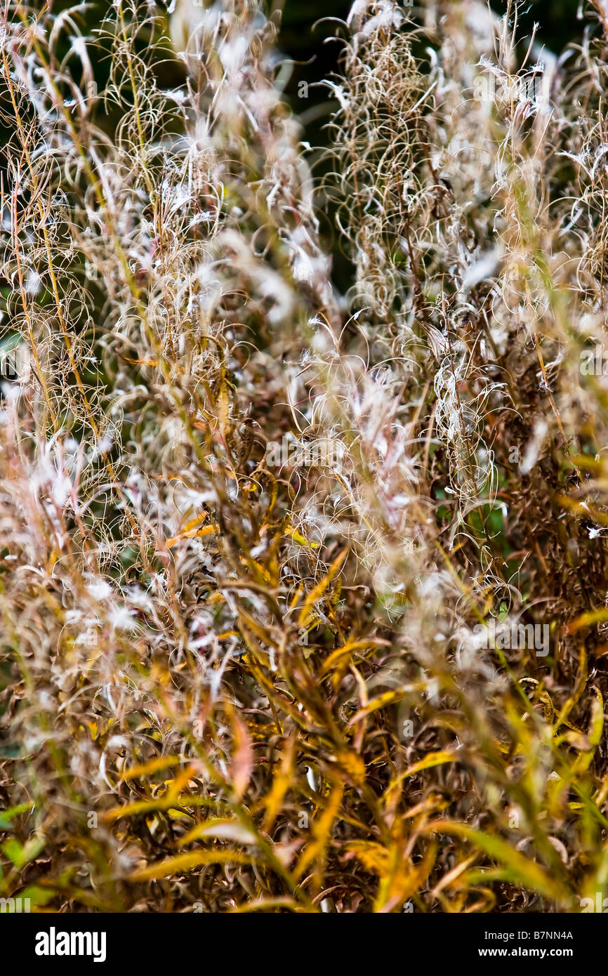 Fireweed in autumn hi-res stock photography and images - Alamy
