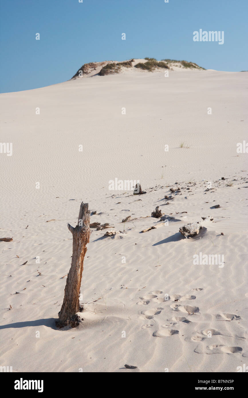 Dead tree protruding from Wydma Czolpinska dune Slowinski national park ...