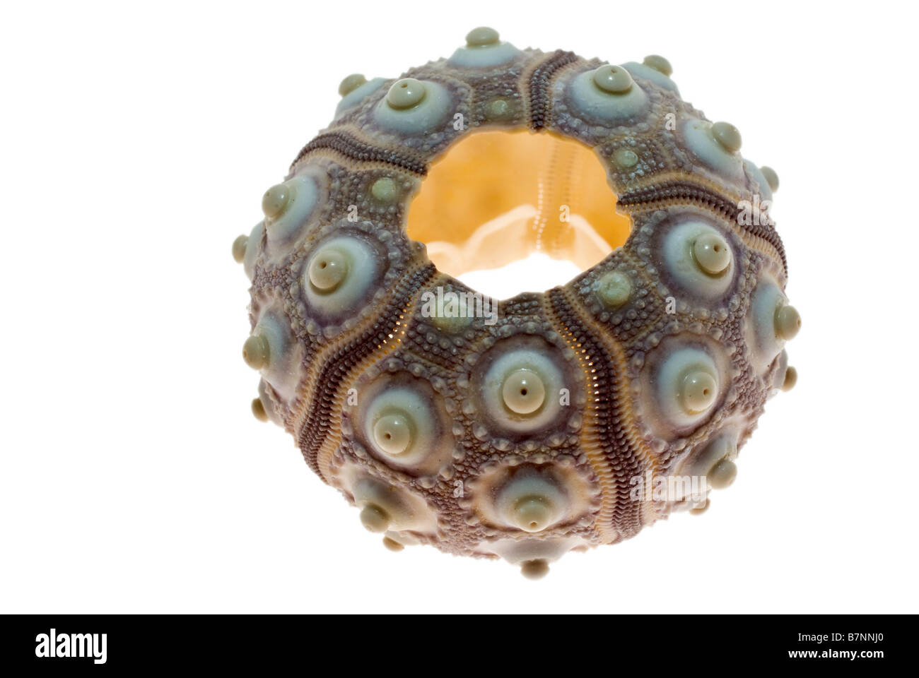 Periwinkle snail hi-res stock photography and images - Alamy