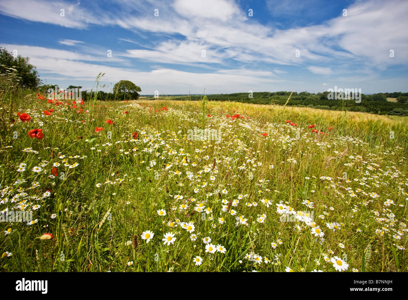 Summer wild flowers in a Yorkshire Meadow Stock Photo - Alamy