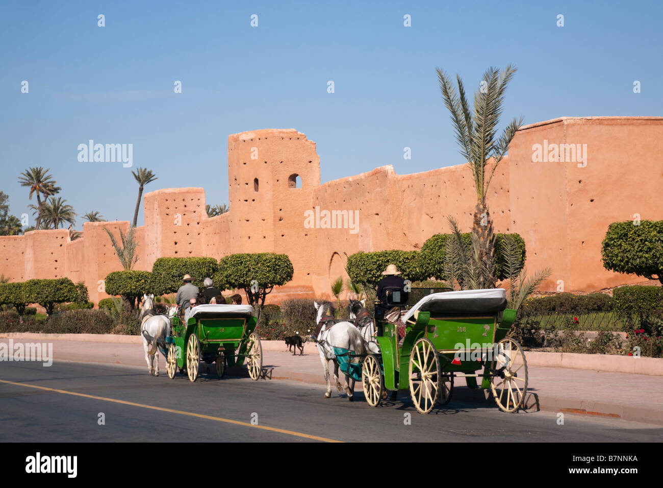 Marrakech Morocco North Africa Two caleche horse drawn carriages giving ...