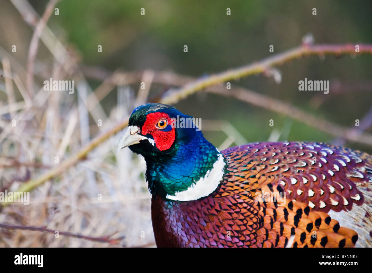 Pheasant game bird hi-res stock photography and images - Alamy