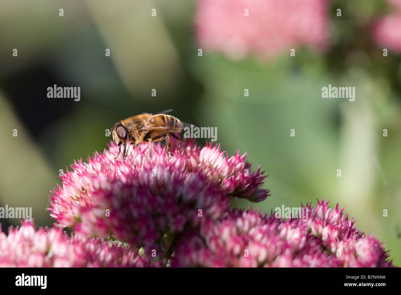 Honey Bee on Sedum Plant Stock Photo - Alamy
