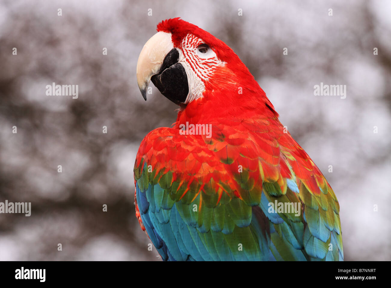 Light red macaw hi-res stock photography and images - Alamy