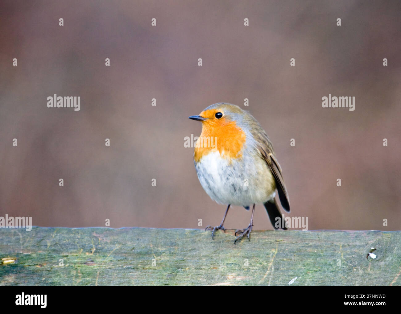 European Robin on fence Stock Photo - Alamy