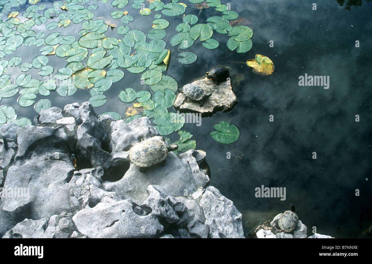 Turtle basking on the rocks hi-res stock photography and images - Alamy