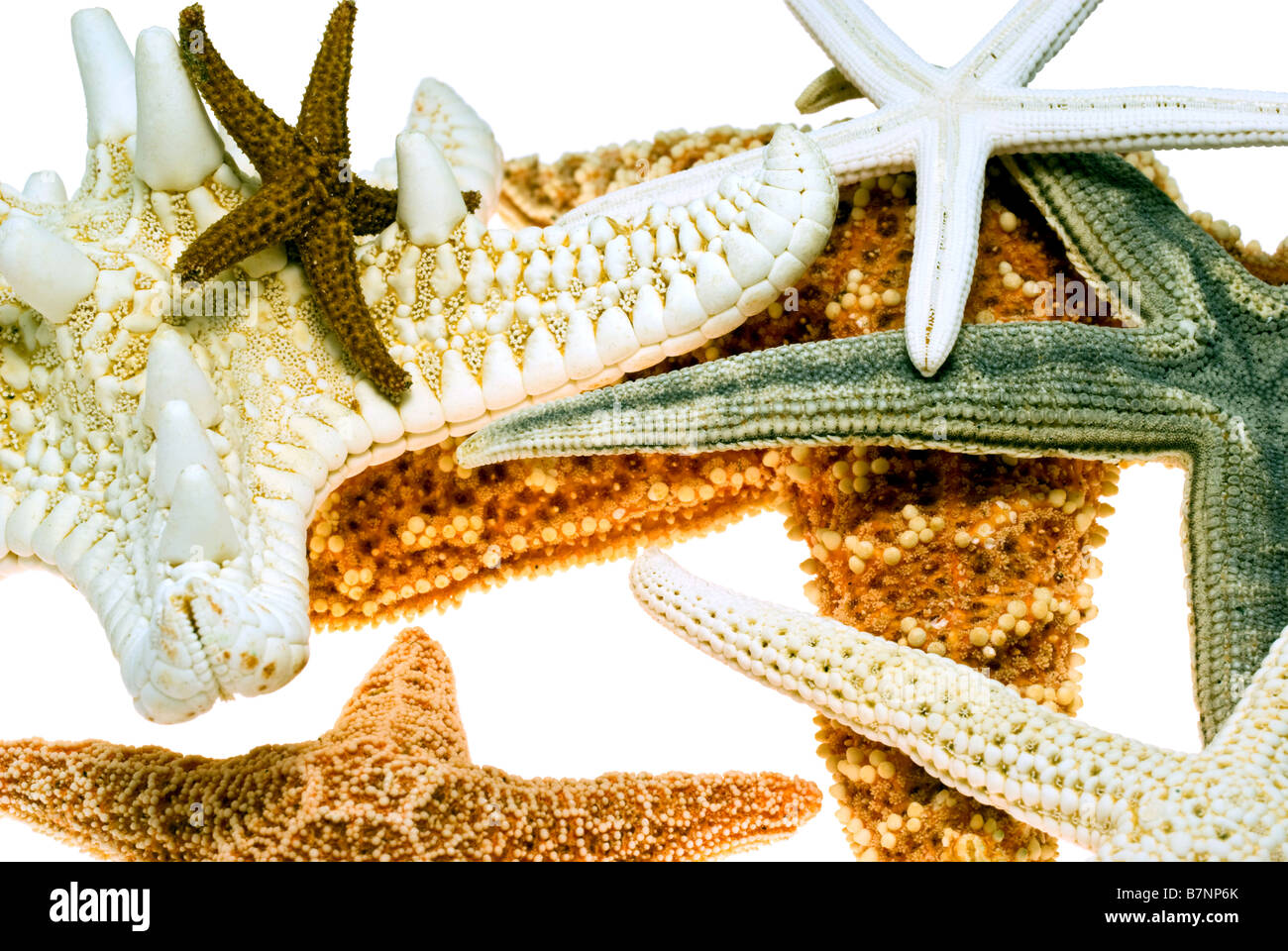 Prickly fish hi-res stock photography and images - Alamy