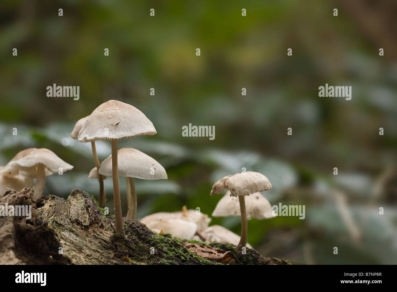 Funghi hi-res stock photography and images - Alamy