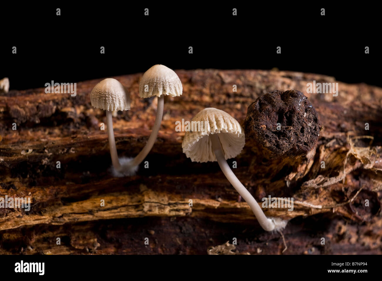 Funghi against a black background Stock Photo - Alamy