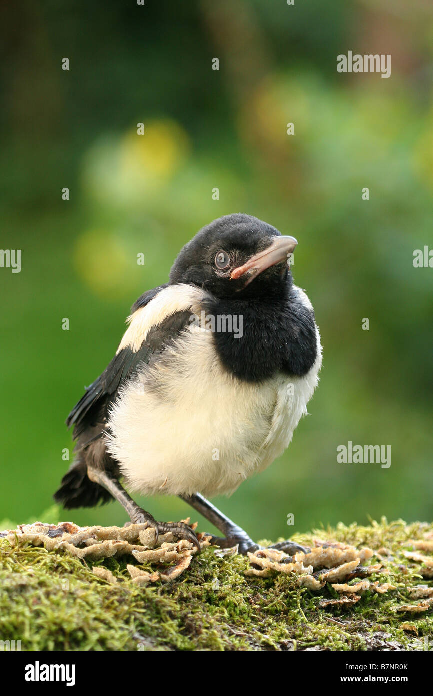 Baby magpies hi-res stock photography and images - Alamy