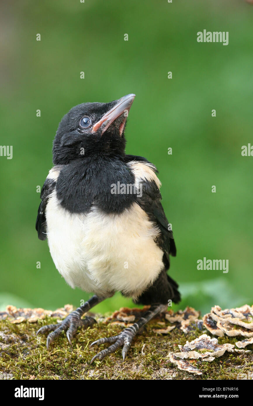 Black billed magpie chicks hi-res stock photography and images - Alamy