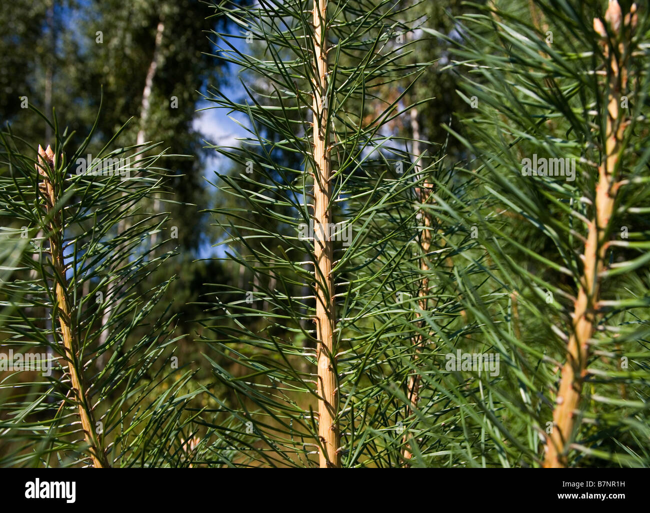 Conifer fir tree Stock Photo - Alamy