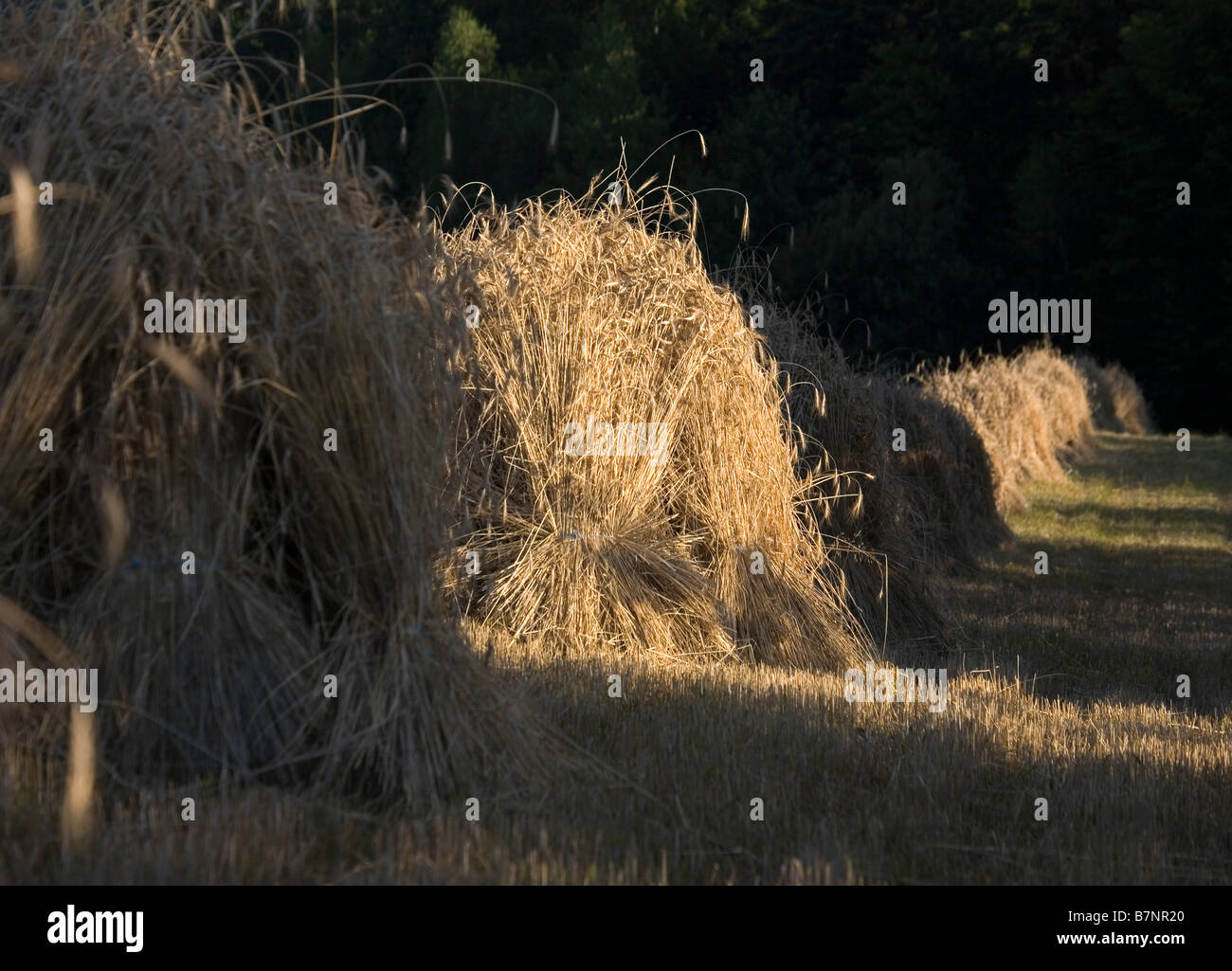 Sheath of wheat hi-res stock photography and images - Alamy
