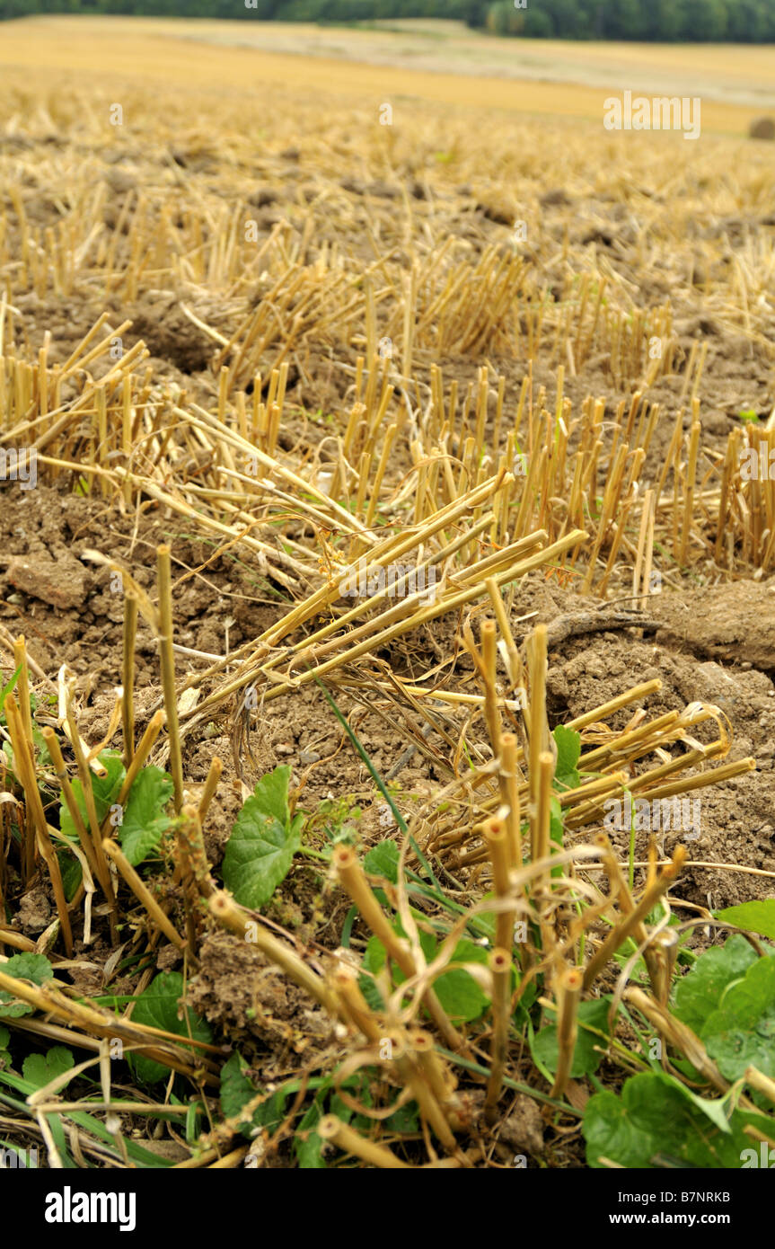 Stalks dry soil hi-res stock photography and images - Alamy