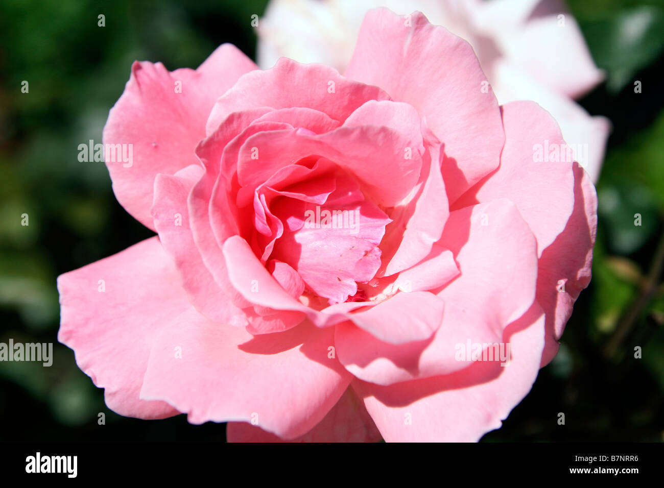 Closeup picture of beautiful rose Stock Photo - Alamy
