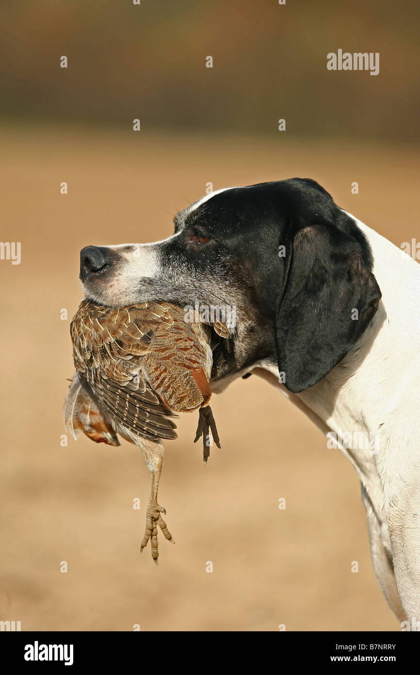 English Pointer Portrait Stock Photo - Alamy