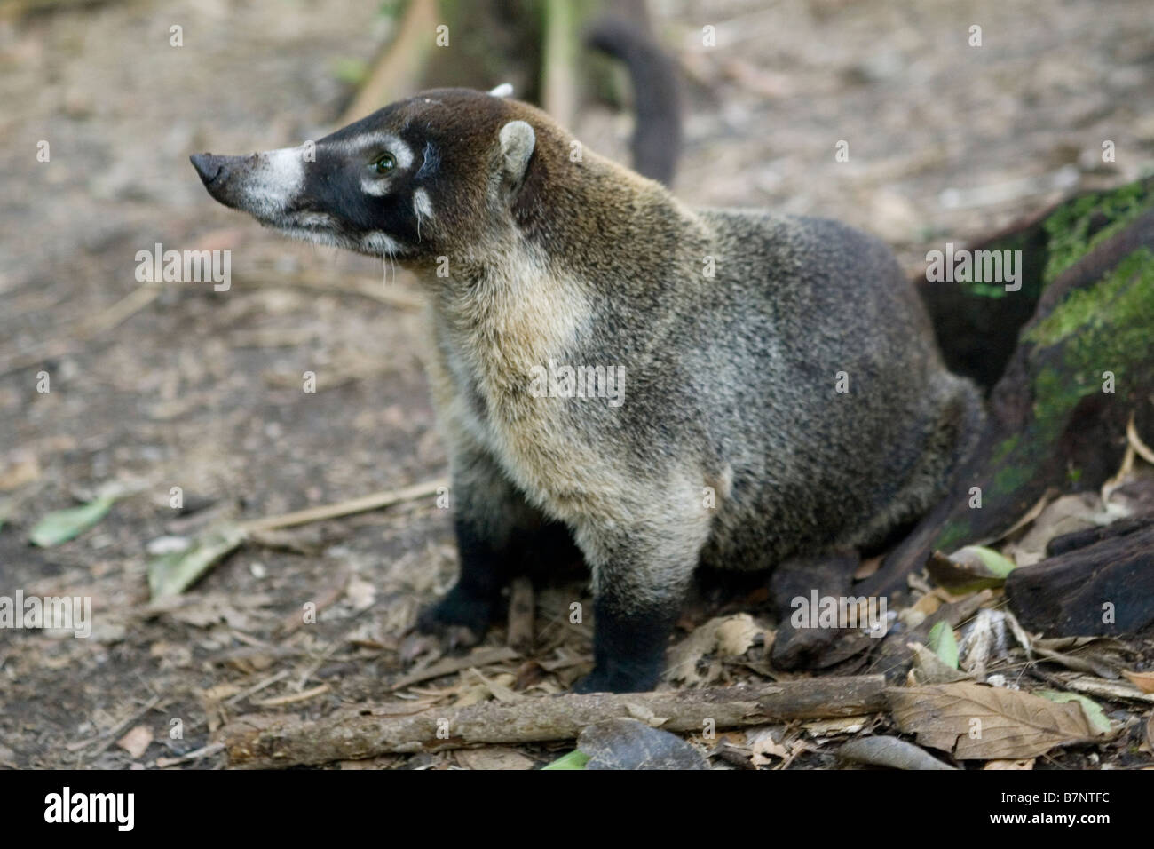 Coati, Costa Rica Stock Photo - Alamy