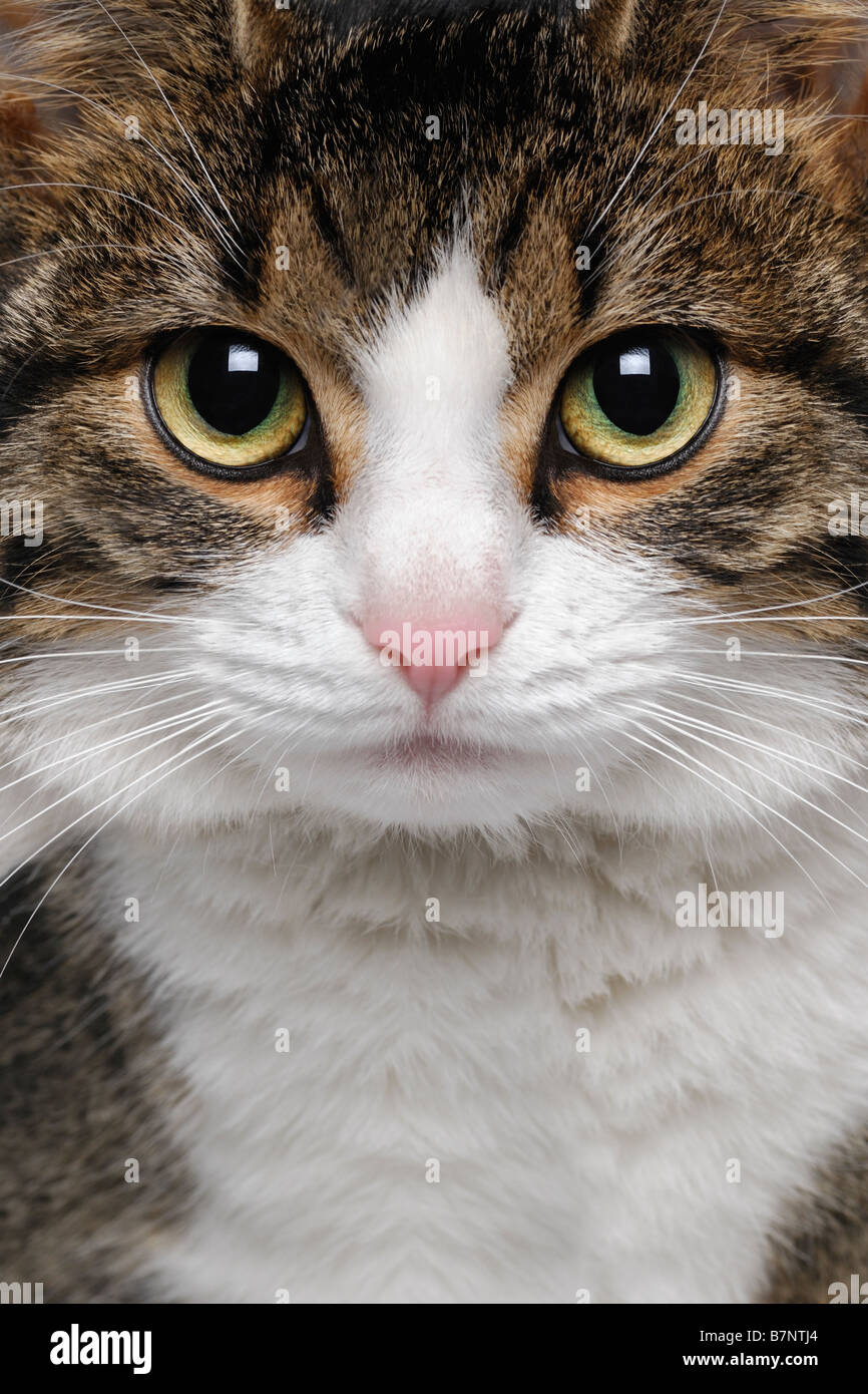 Cat Close Up Stock Photo - Alamy