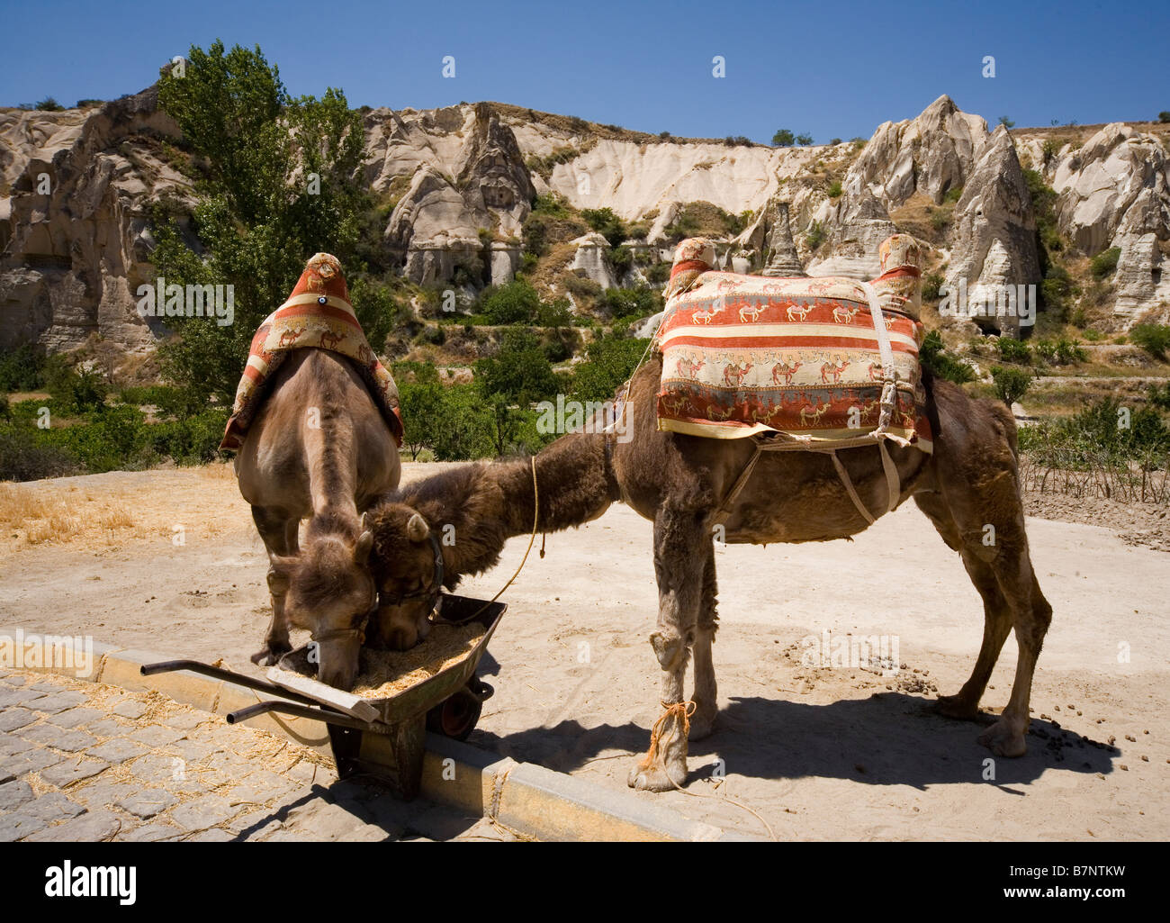 Stubborn camel hi-res stock photography and images - Alamy