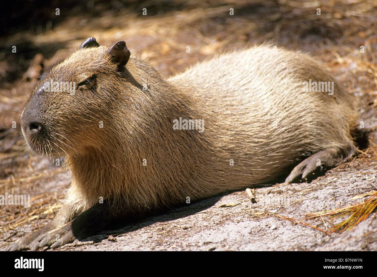 Capybara (Hydrochoerus hydrochaeris), lying on sand Stock Photo - Alamy