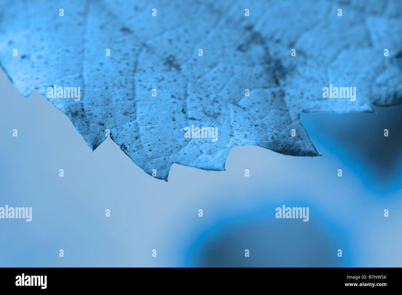 Beautiful background leaves Close-up photo Stock Photo - Alamy