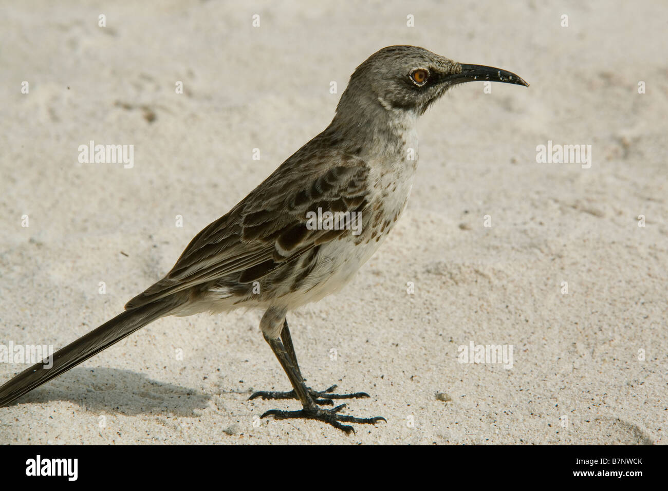 Hood Mockingbird, Ecuador Galapagos, Espanola island Stock Photo - Alamy