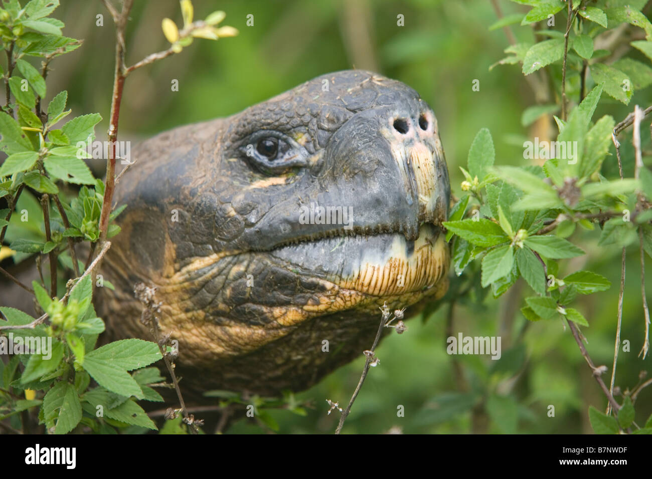 Galápagos giant tortoise head hi-res stock photography and images - Alamy