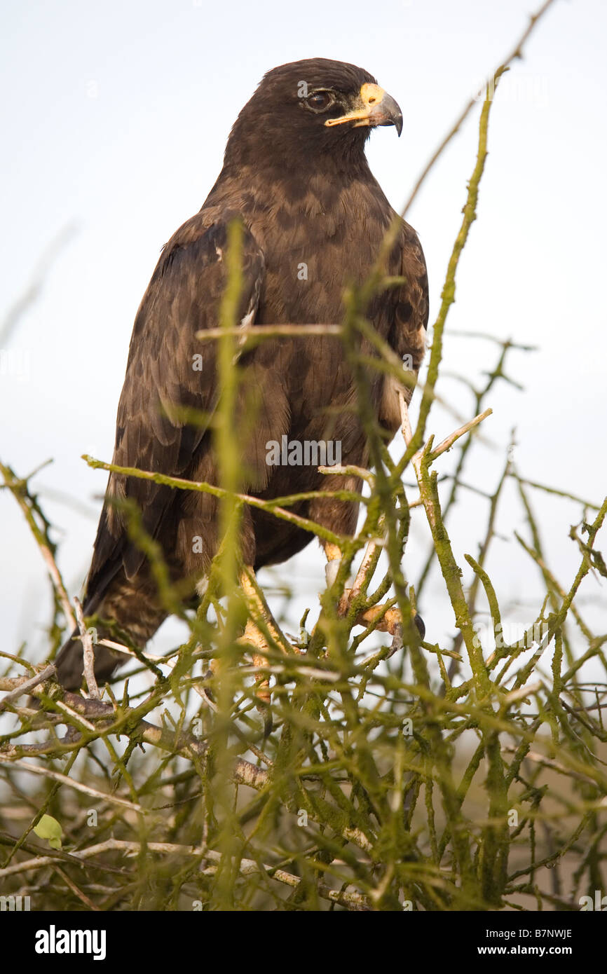 Bird of prey hood hi-res stock photography and images - Alamy